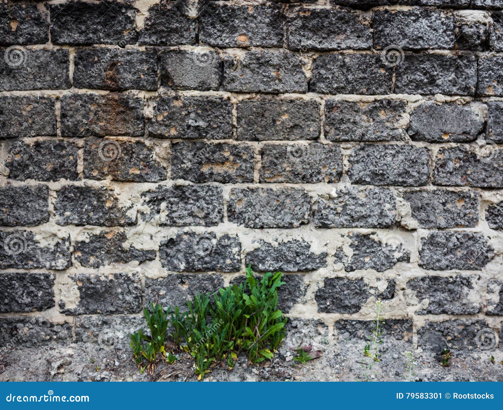 Brick Masonry with Green Dandelion Leaves Underneath Stock Image ...