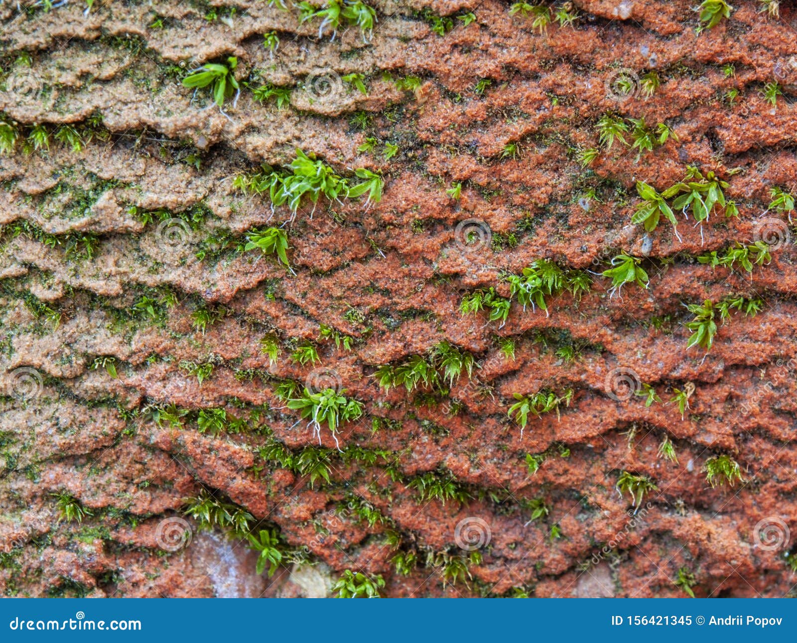 Brick. Moss Grows on the Surface of the Brick. Texture Stock Image ...