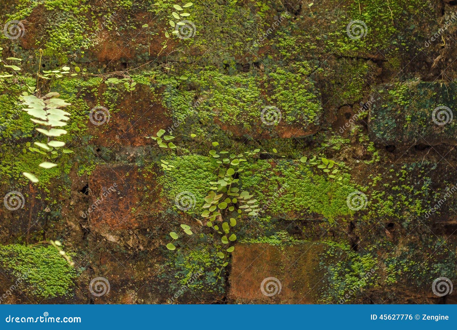 Brick Moss Wall stock photo. Image of construction, wall - 45627776