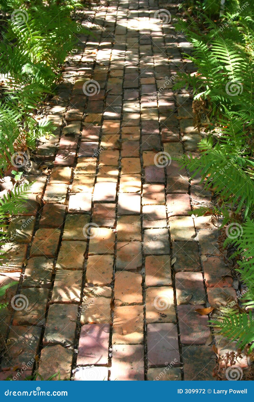 Brick Path stock photo. Image of guide, fern, plant, lined - 309972