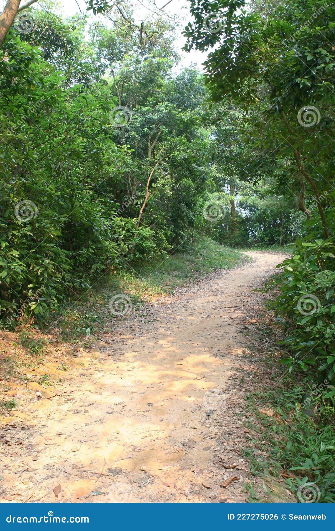 A Brick Path through the Forest at Fort, Shing Mun Reservoir Stock ...