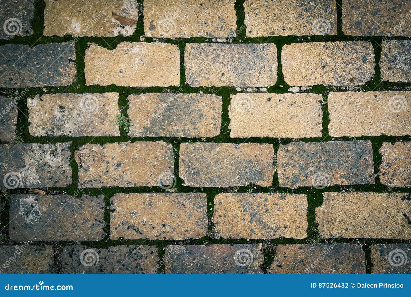 Brick pavement with moss stock photo. Image of texture - 87526432