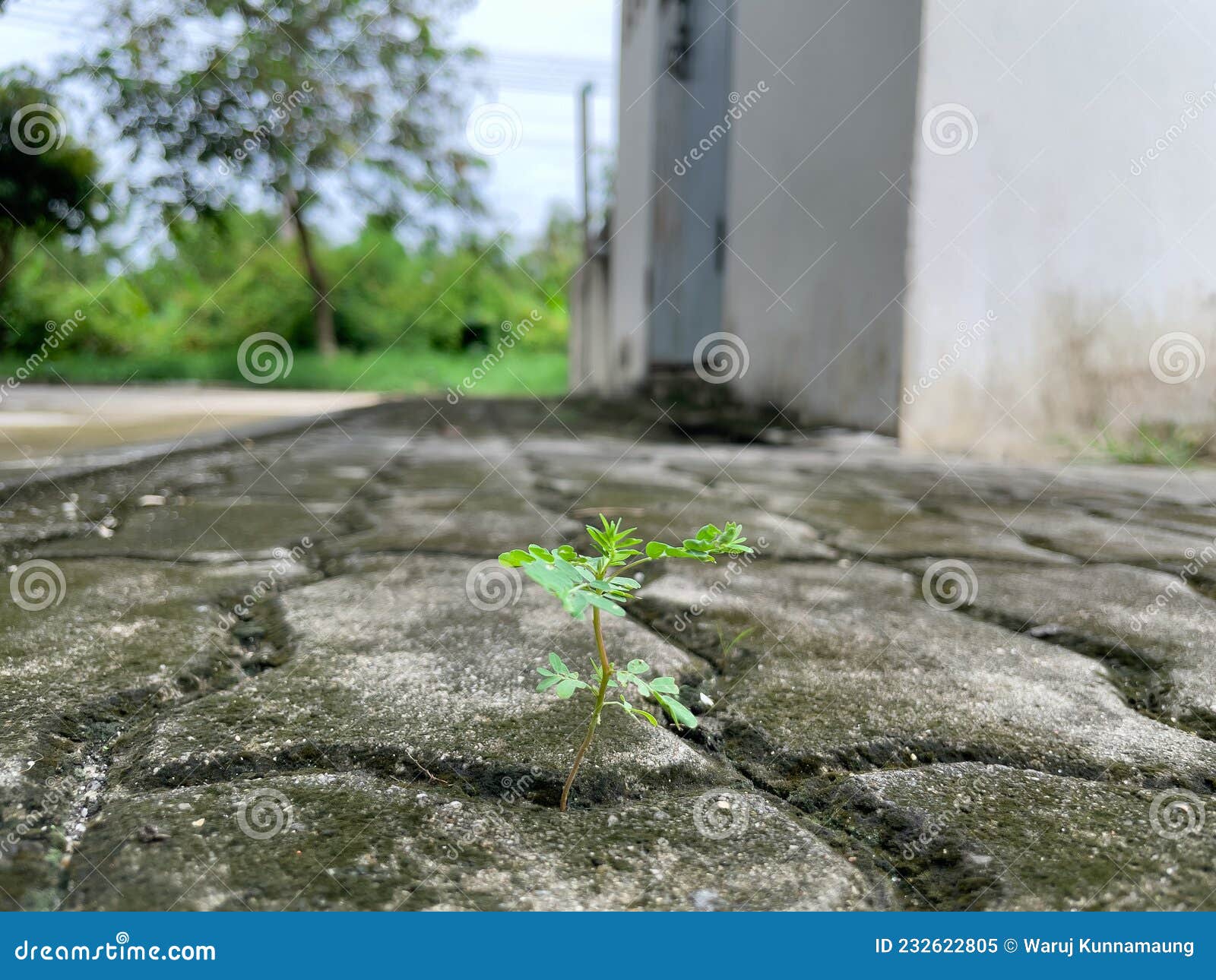 A Small Tree Grows on the Pavement. Stock Image - Image of tree, brick ...