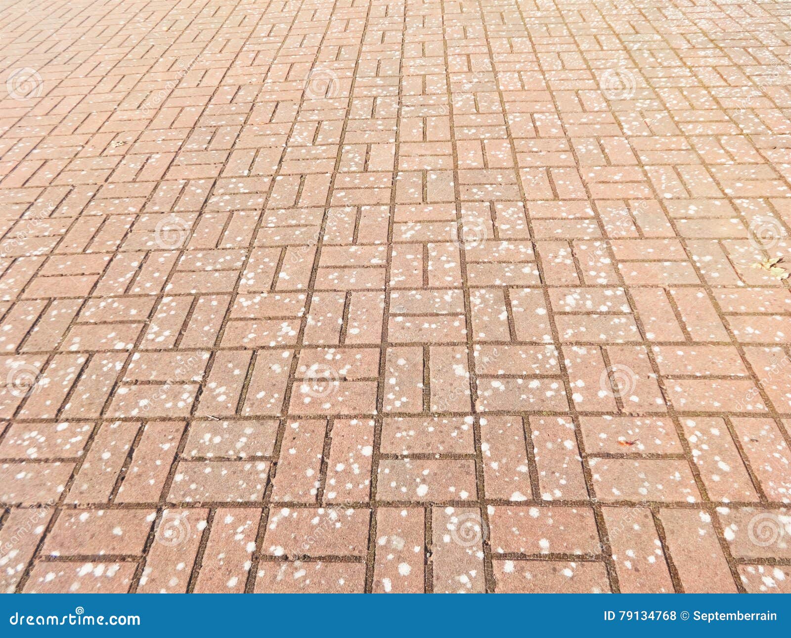 Brick pavement texture stock photo. Image of ground, brick - 79134768