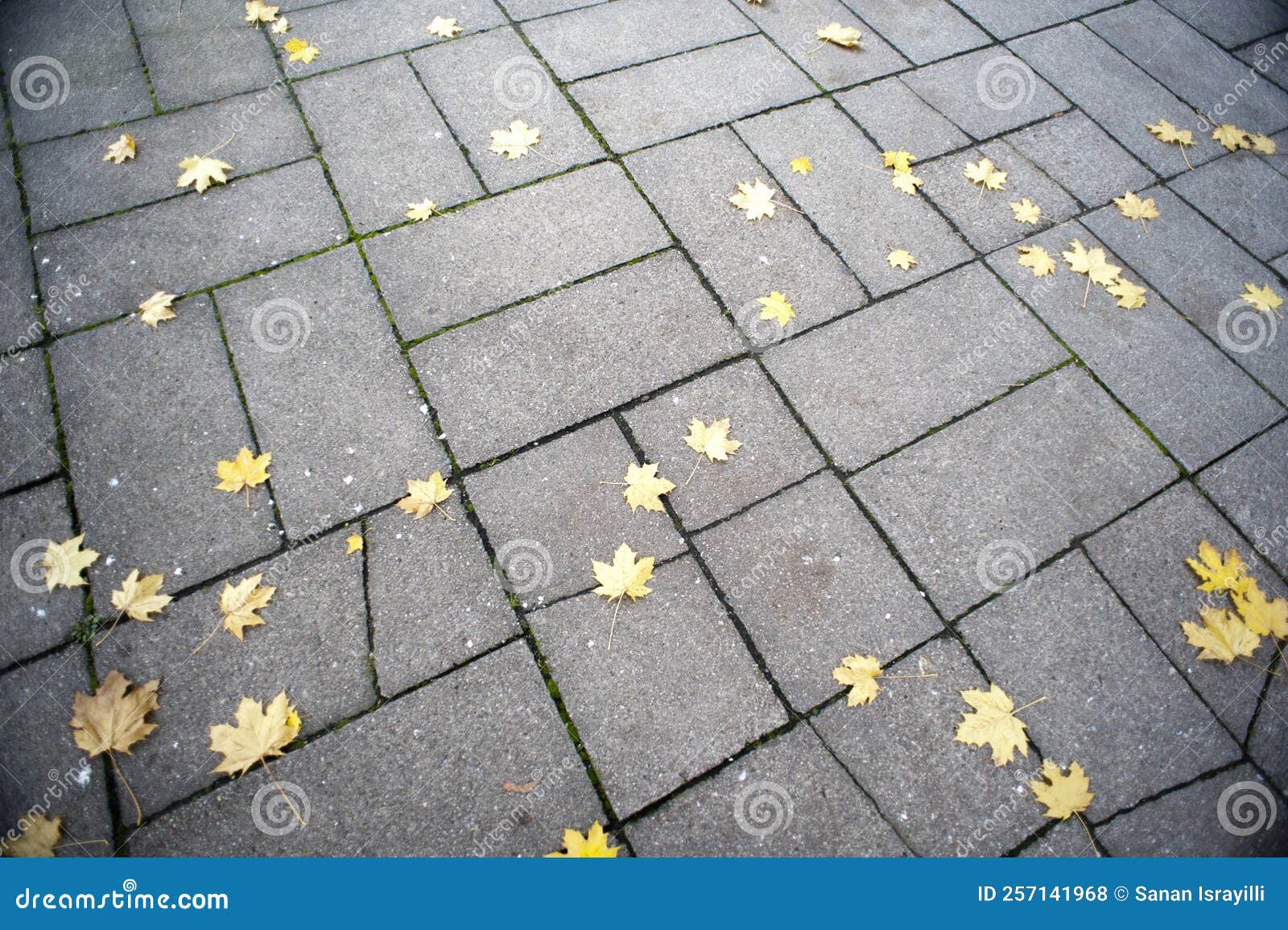 Brick Pavement with Yellow Autumn Leaves Stock Photo - Image of brick ...