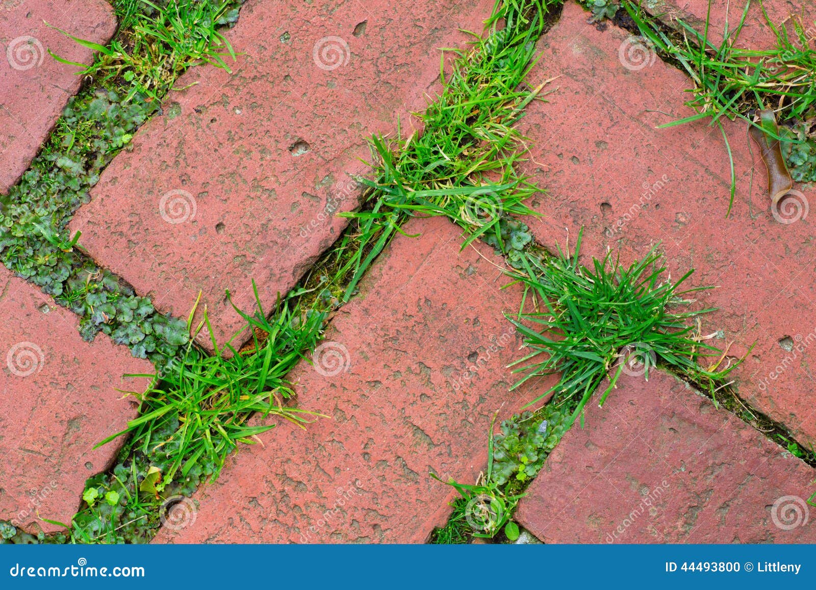 Brick Pavers Stock Photography | CartoonDealer.com #44493800
