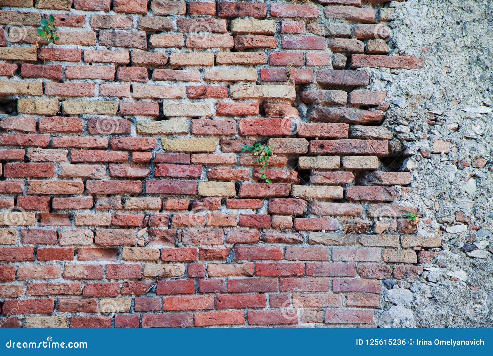 Brick-stone Texture Wall. Punching Plant through the Stones. Stock ...