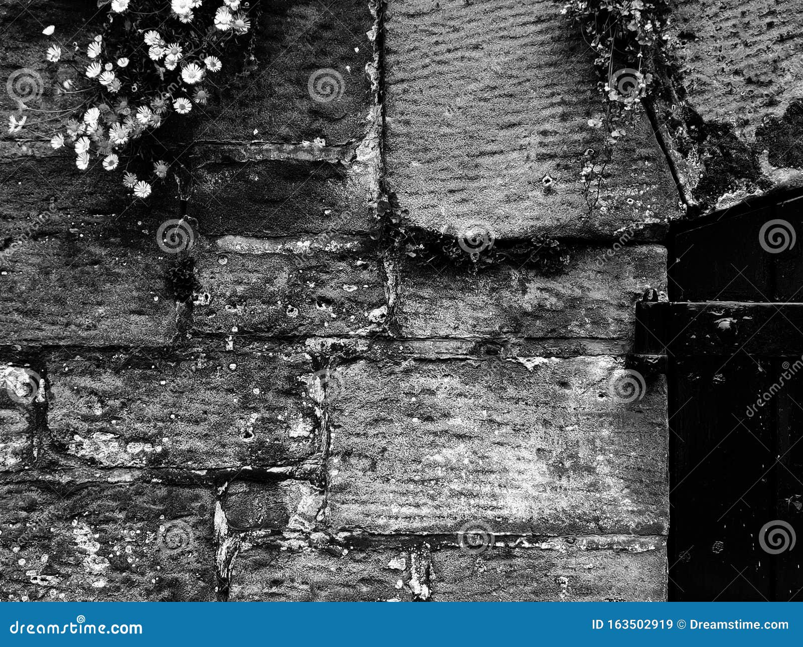 Brick texture stock image. Image of flowers, texture - 163502919