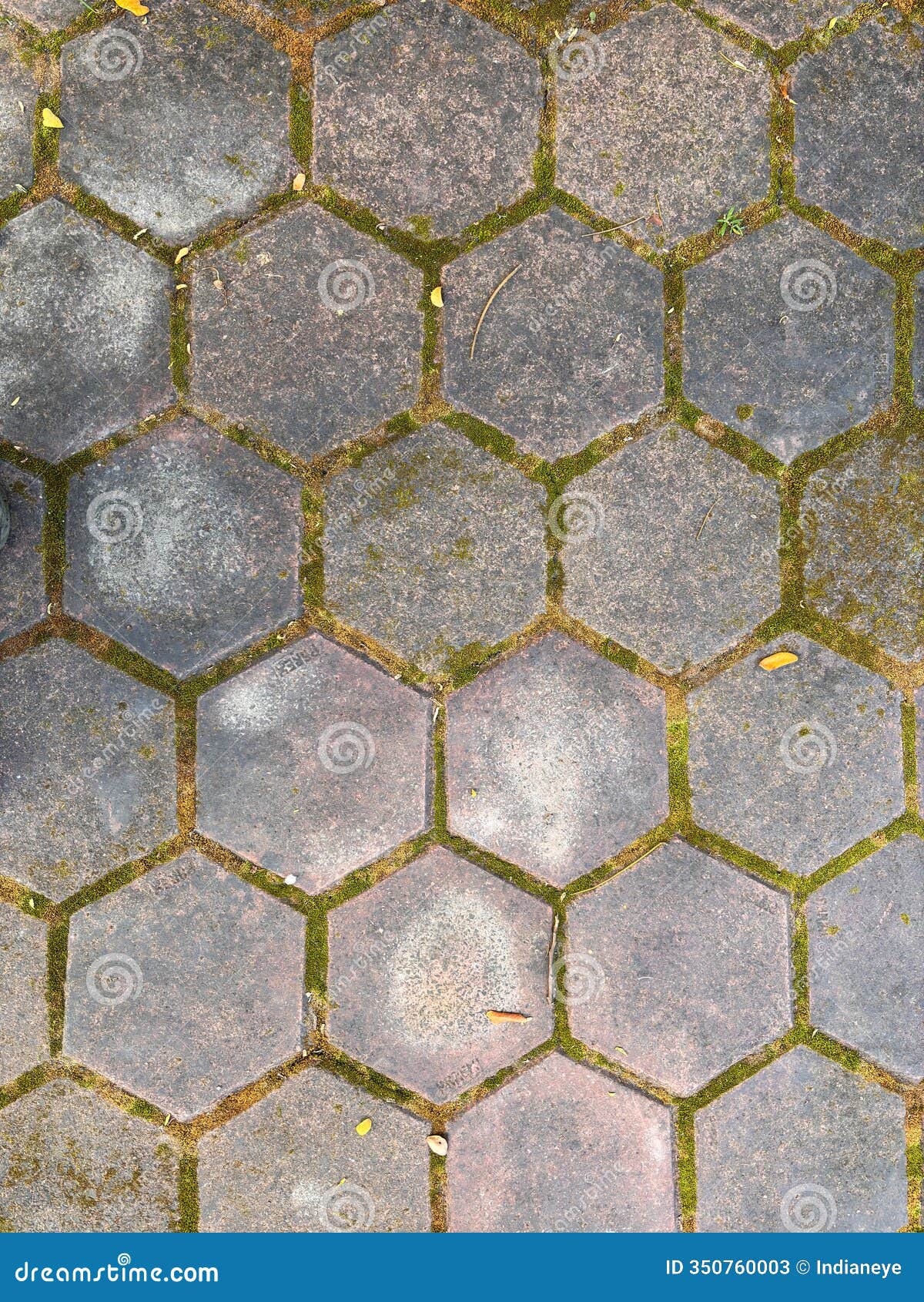 Green Mossy Walls. Background, Abstract, Wallpaper Stock Image ...