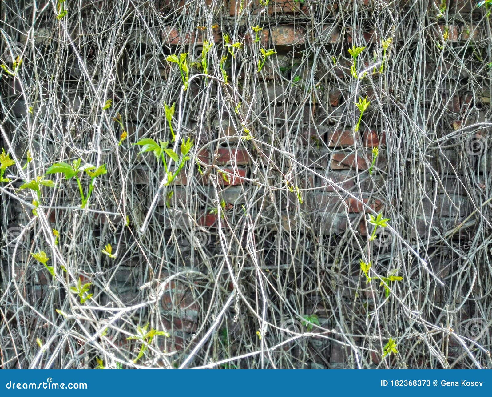 Brick Wall Braided by Hop Branches Stock Image - Image of brick ...