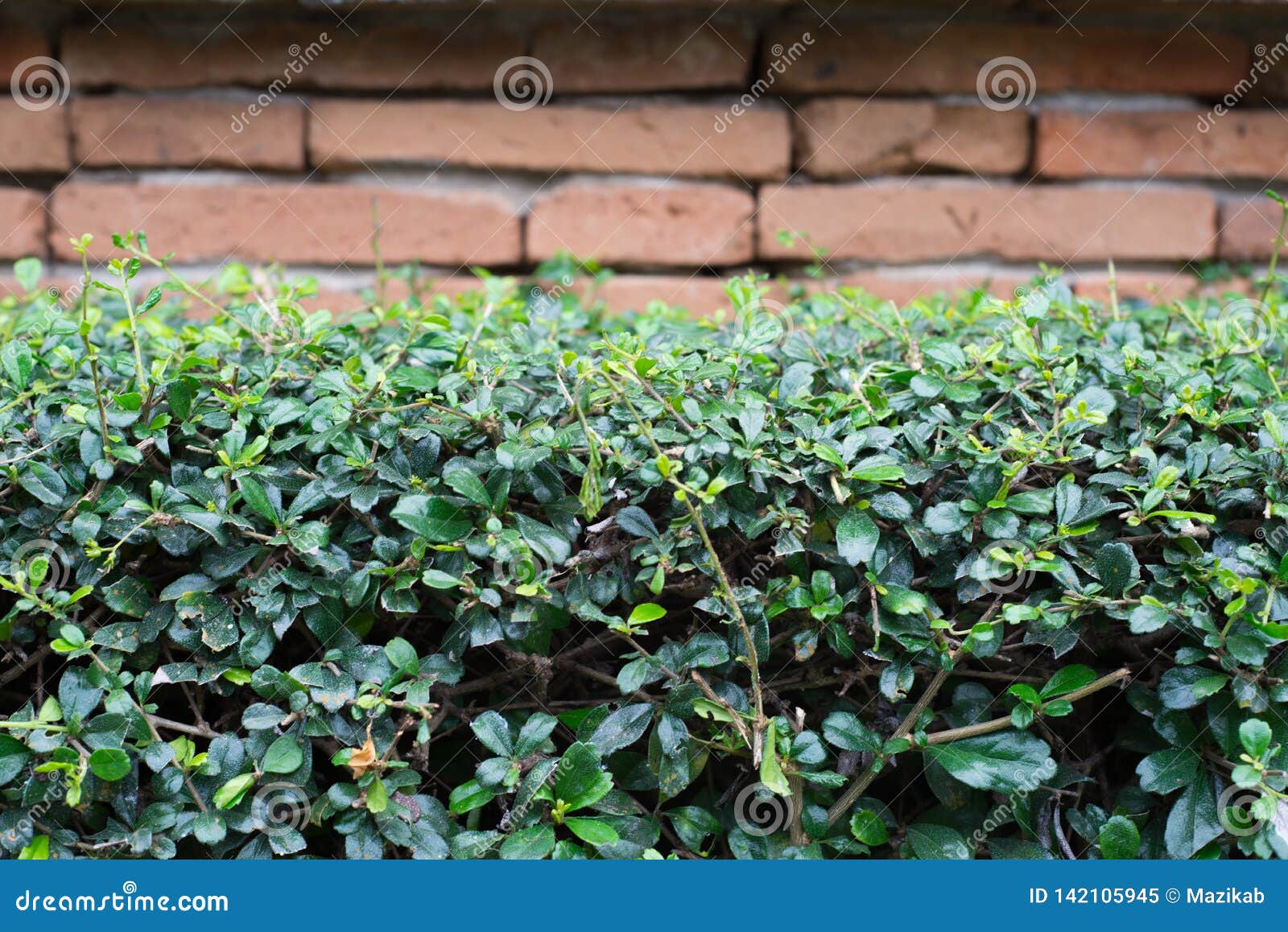 Brick wall with bush stock image. Image of landscape - 142105945