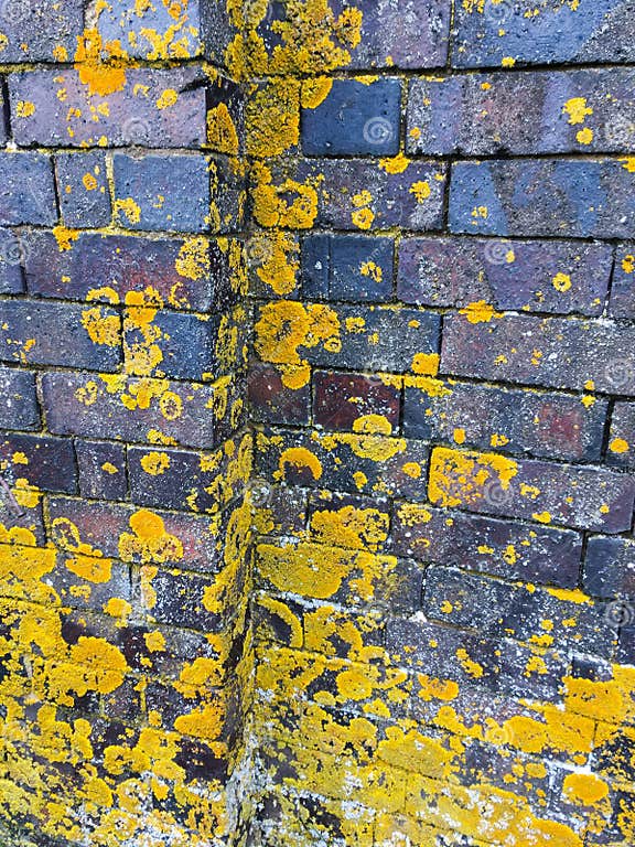 Brick Wall Covered in Algae Stock Image - Image of covered, hard: 144211555