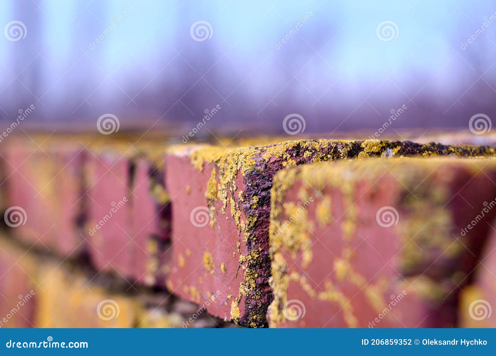 Brick Wall Covered by Lichen Stock Photo - Image of lichen, covered ...