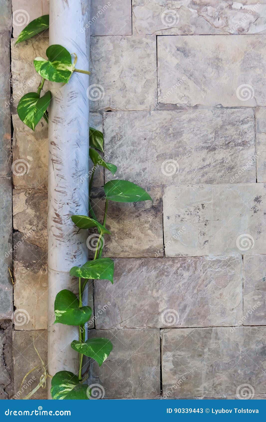 Brick wall and creeper stock image. Image of shabby, background - 90339443