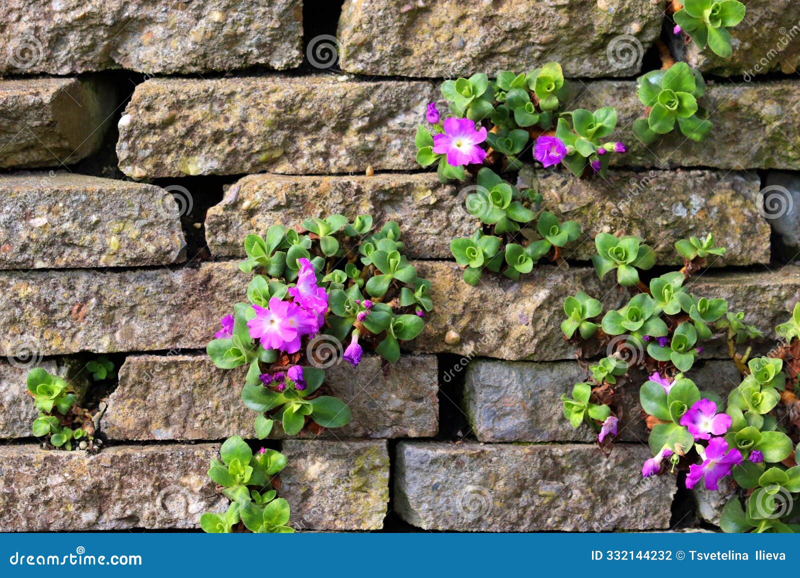 Brick Wall with Flowers Hanging on it Stock Photo - Image of pink ...