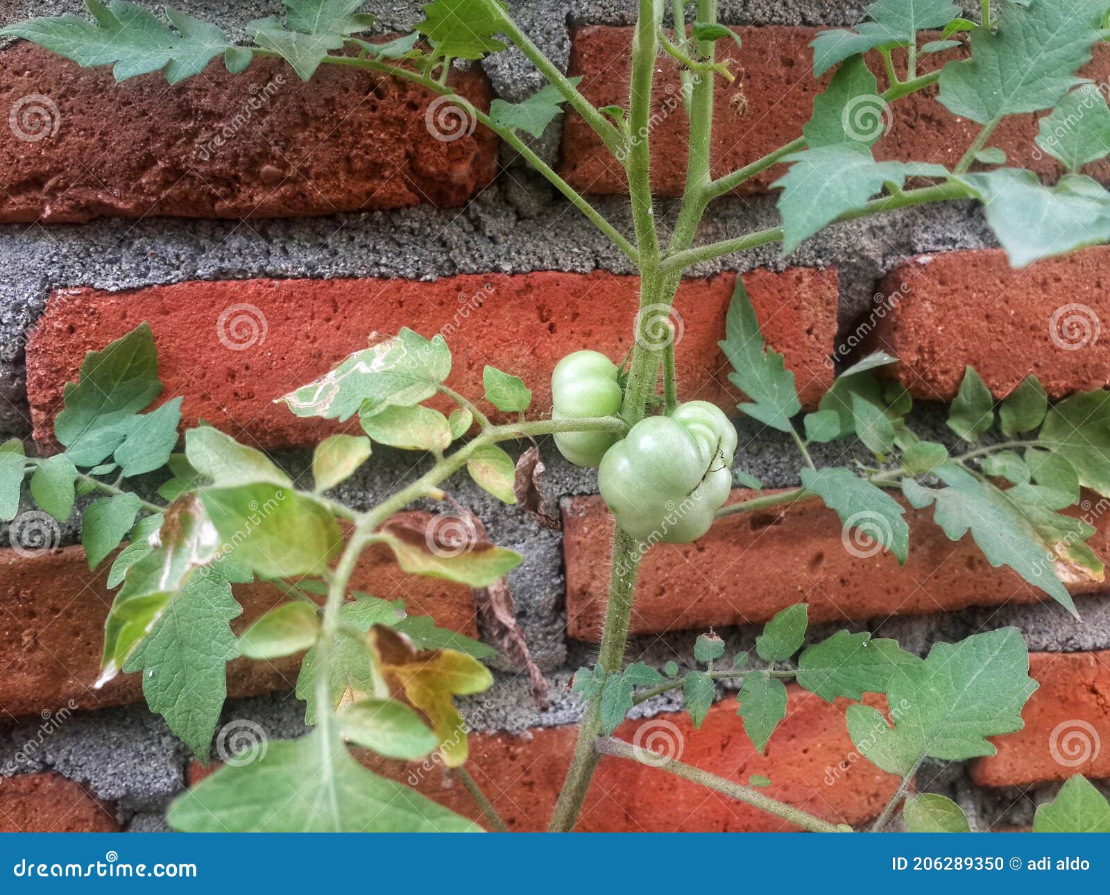 Brick Wall in Front of Greenery 11 Stock Photo - Image of front, unique ...