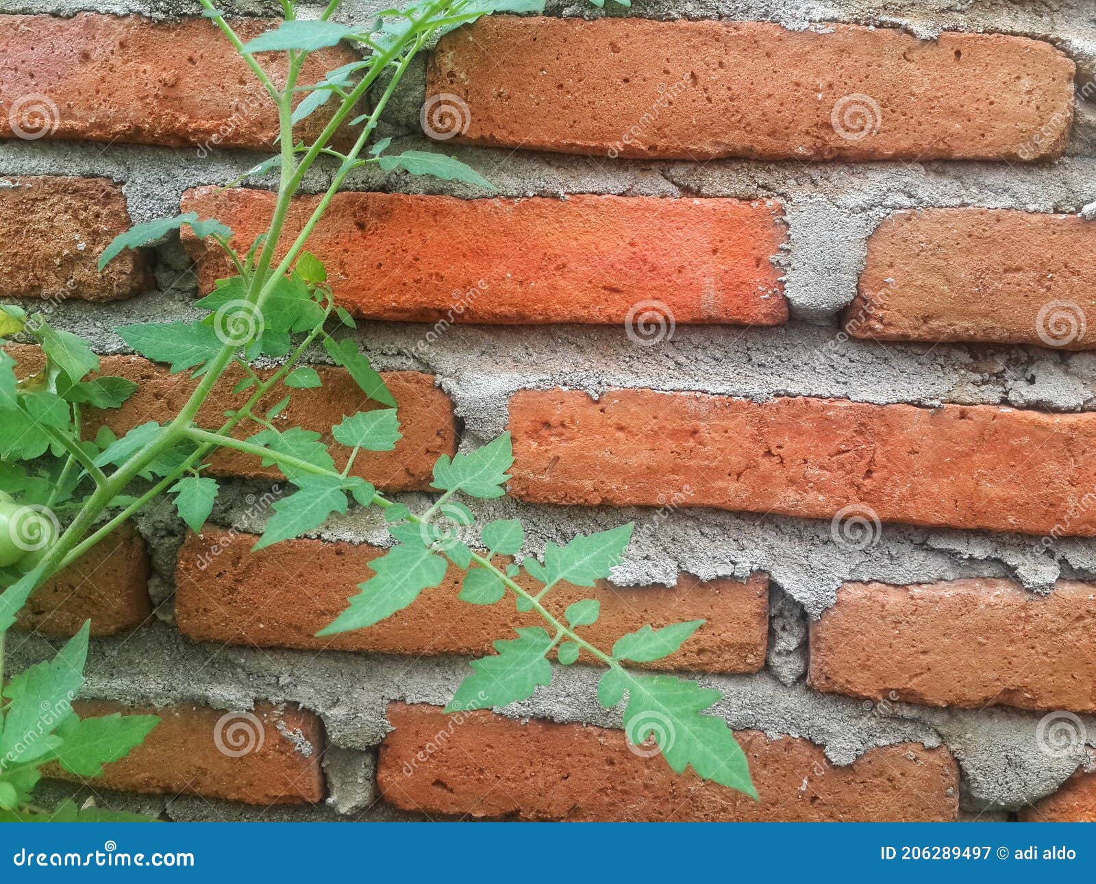 Brick Wall in Front of Greenery 13 Stock Image - Image of abstract ...
