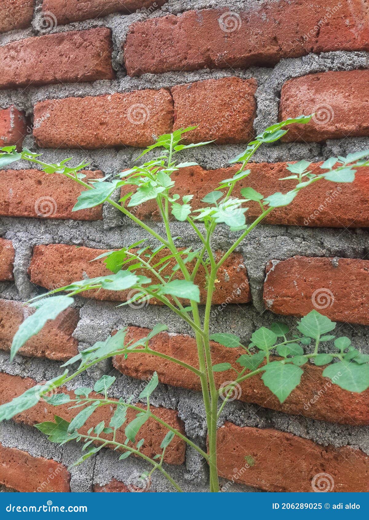 Brick Wall in Front of Greenery 9 Stock Image - Image of brick ...