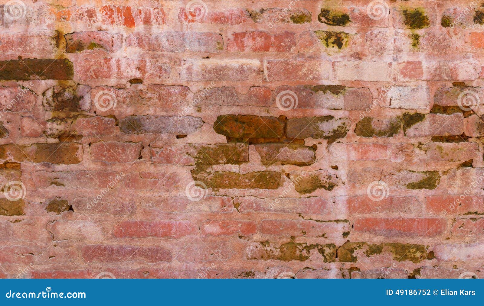 Brick Wall with Green Algae Stock Photo - Image of joint, damaged: 49186752