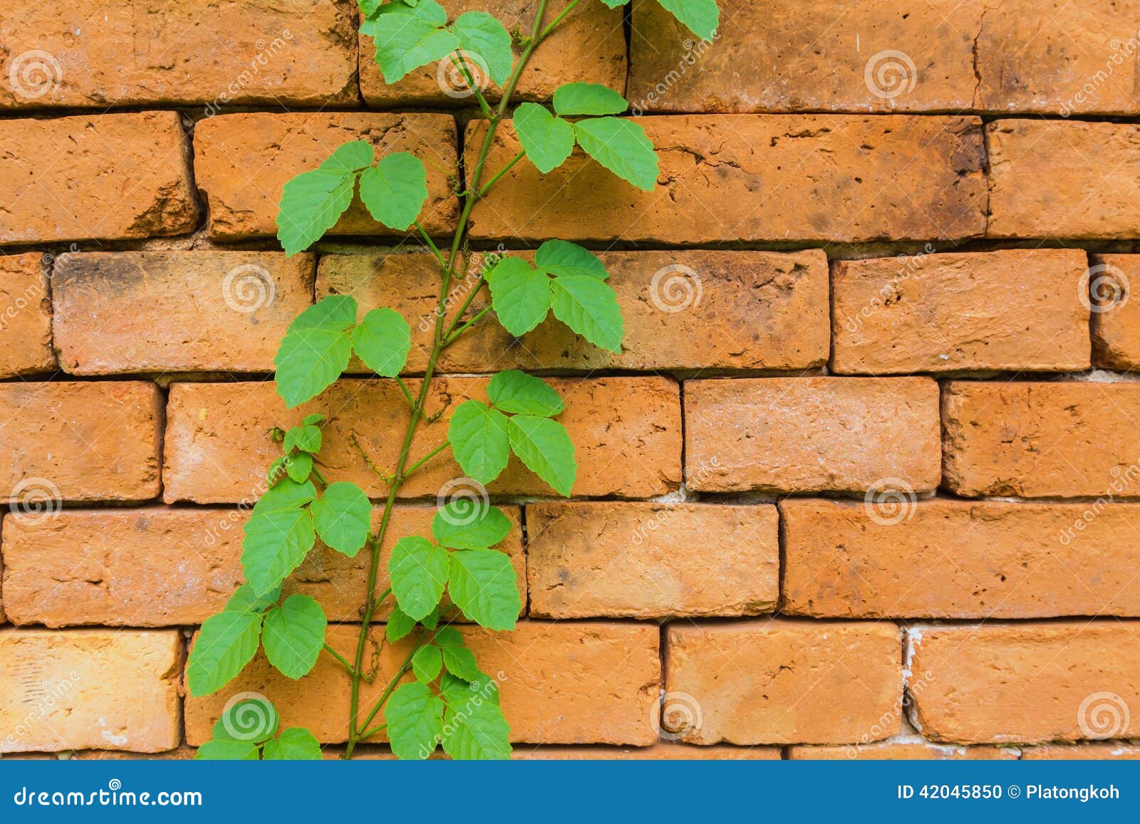 Brick wall with ivy stock photo. Image of brick, building - 42045850