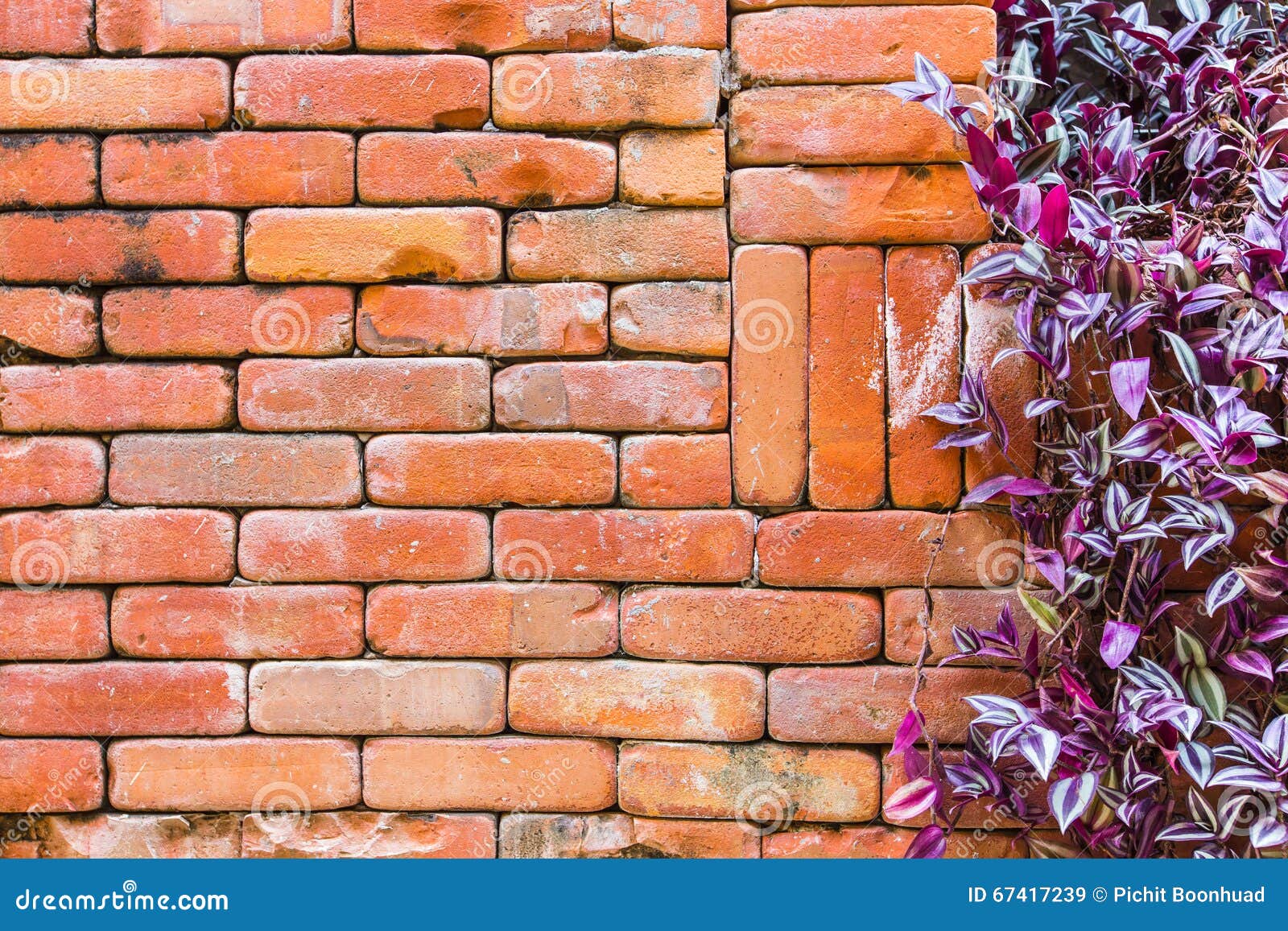 Brick Wall with Ivy for Background or Texture. Stock Image - Image of ...