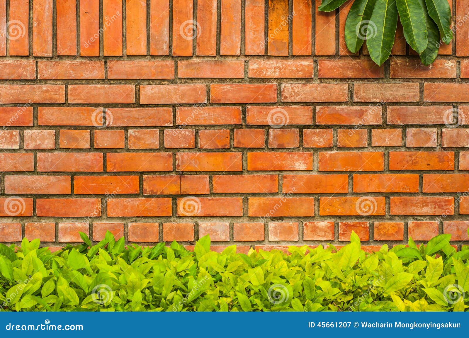 Brick wall with leaf stock image. Image of architectural - 45661207