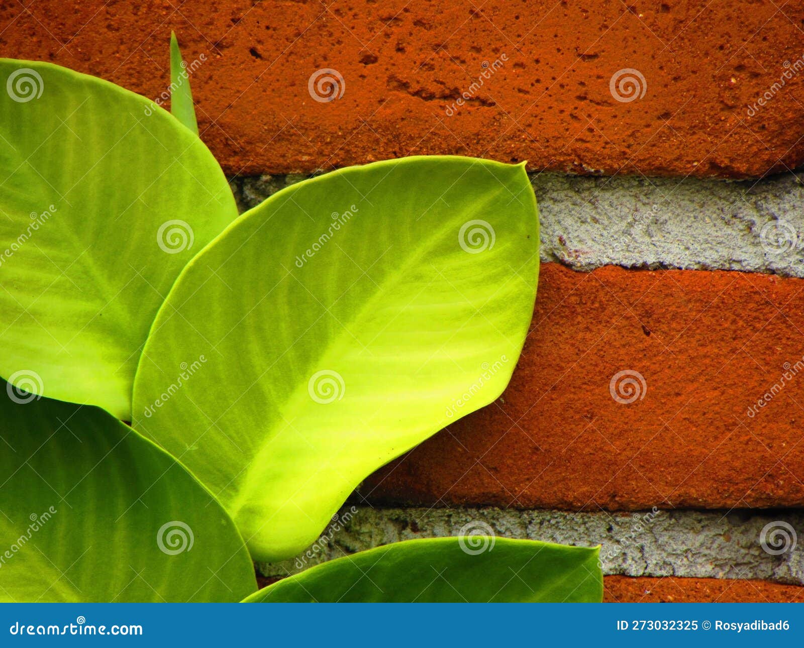 A Brick Wall with Leaves on it Stock Image - Image of grass, brick ...