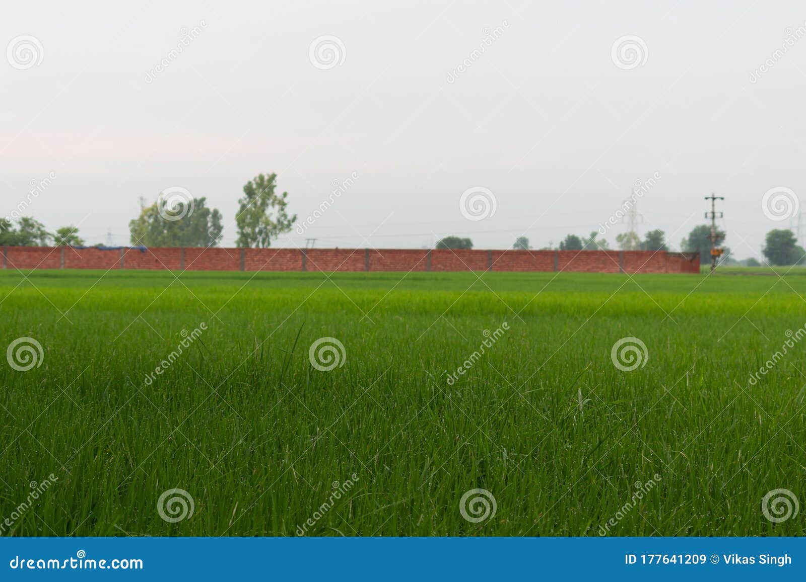 A Brick Wall in the Middle of a Paddy Field Showing Litigation and ...