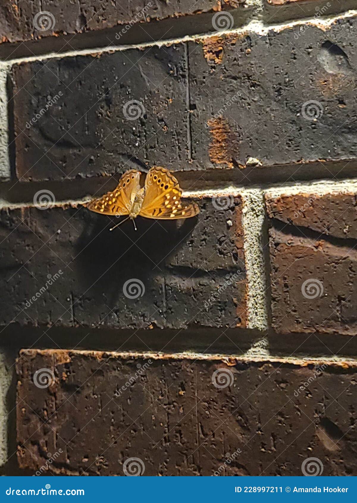 Wall Moth Larvae, Found Crawling Up Walls Or Clothing, Inside A Small ...