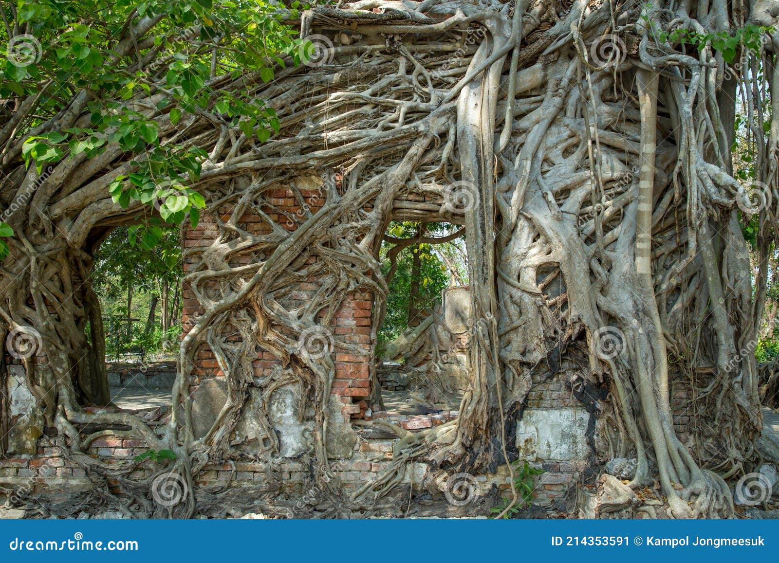 The Old Wall Covered the Tree Roots Stock Image - Image of grow, nature ...