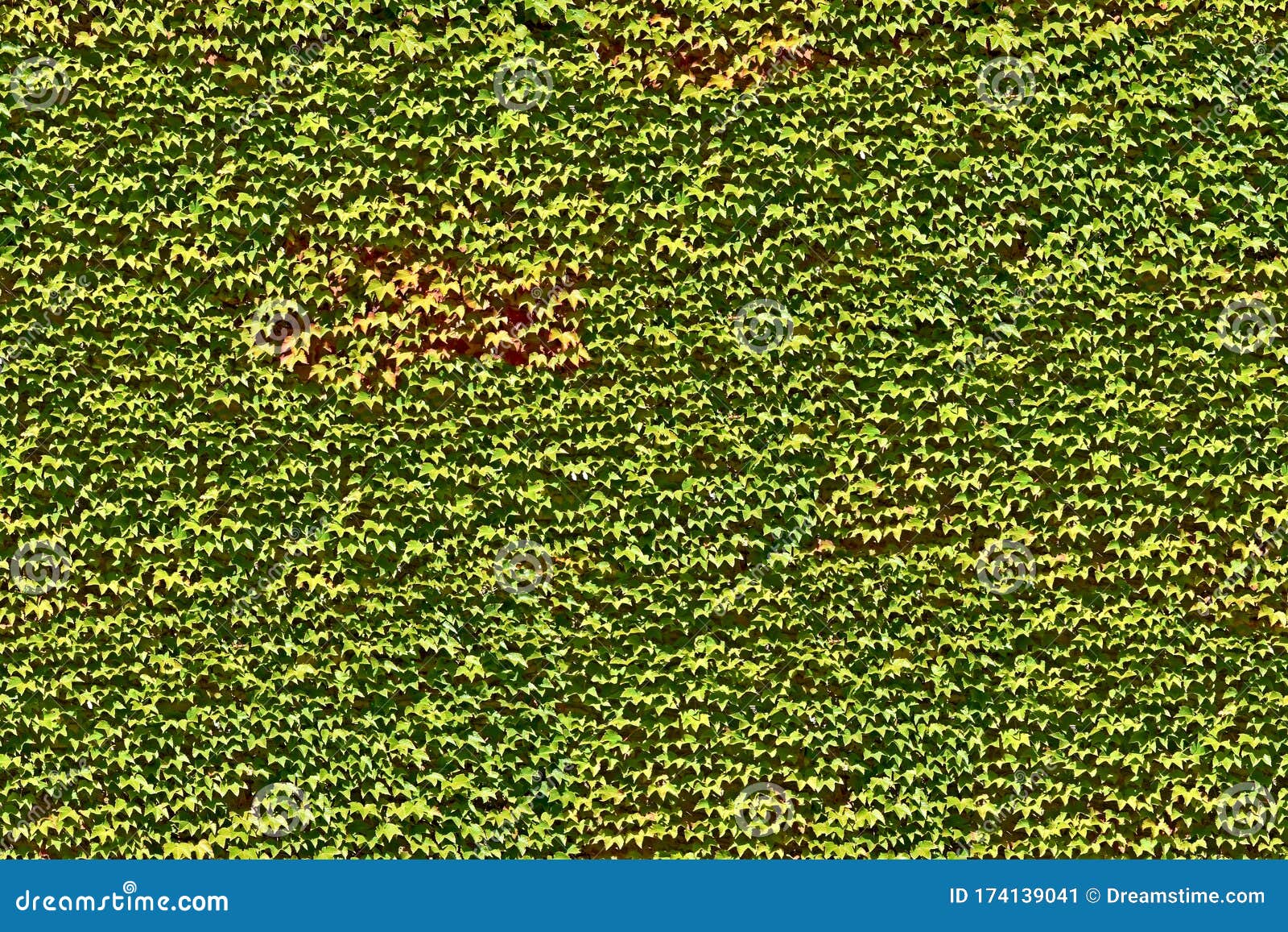 Brick Wall Overgrown with Climbing Plant, Seamless Texture Stock Image ...