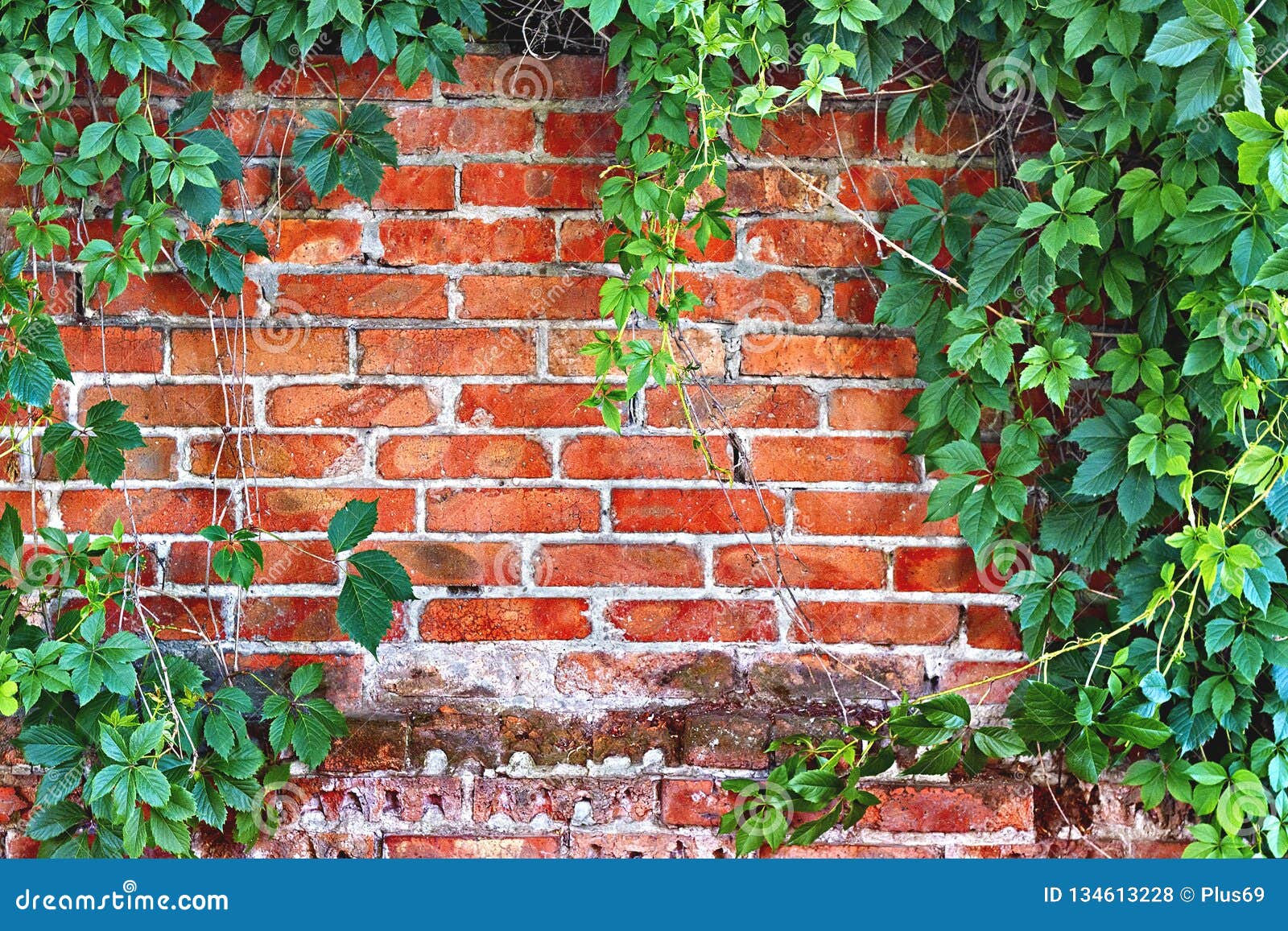 Wall Overgrown With Climbing Plant, Wall Texture Of Colorful Leaves For ...