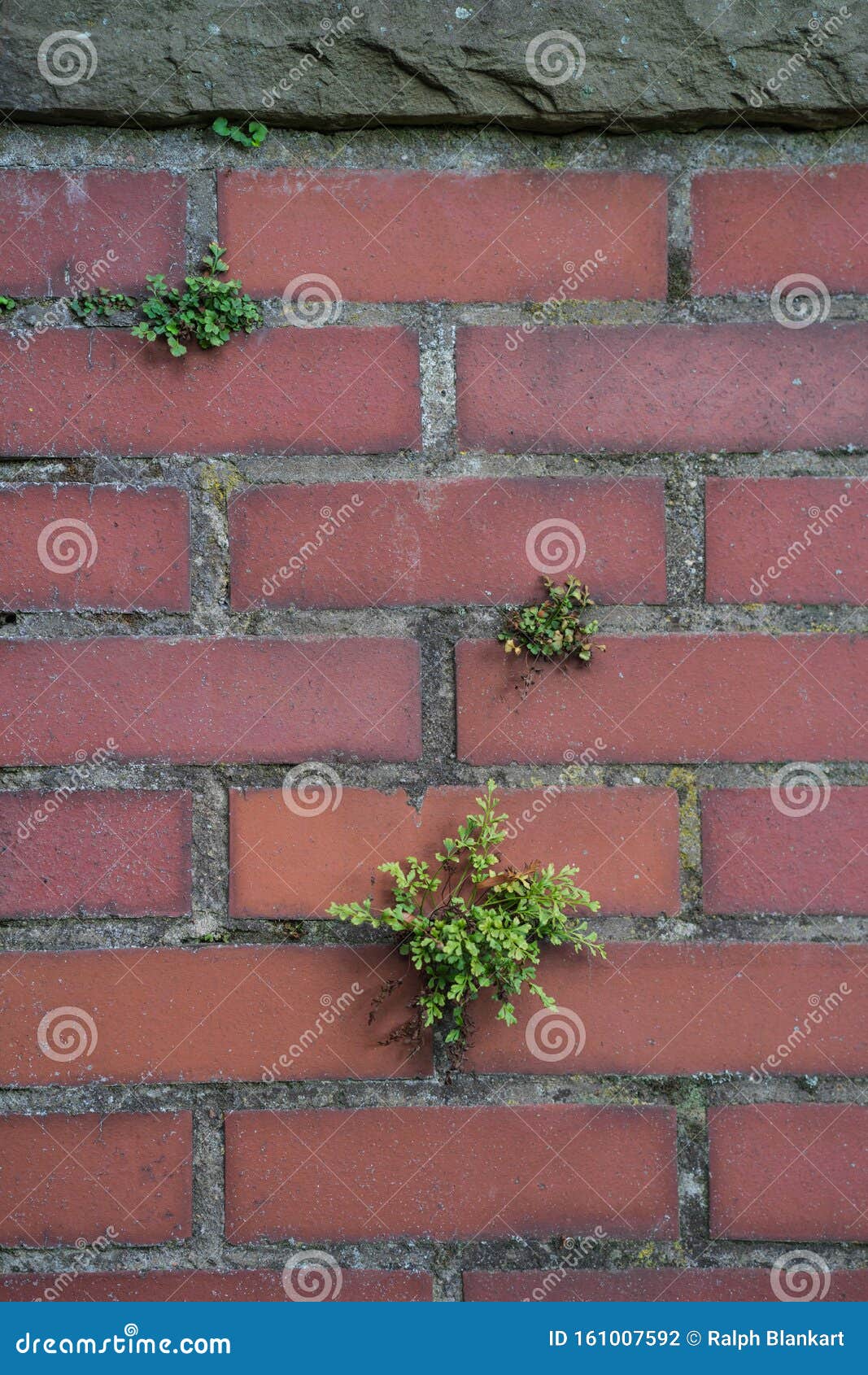 A Brick Wall with Plants Growing on it. Stock Photo - Image of brick ...