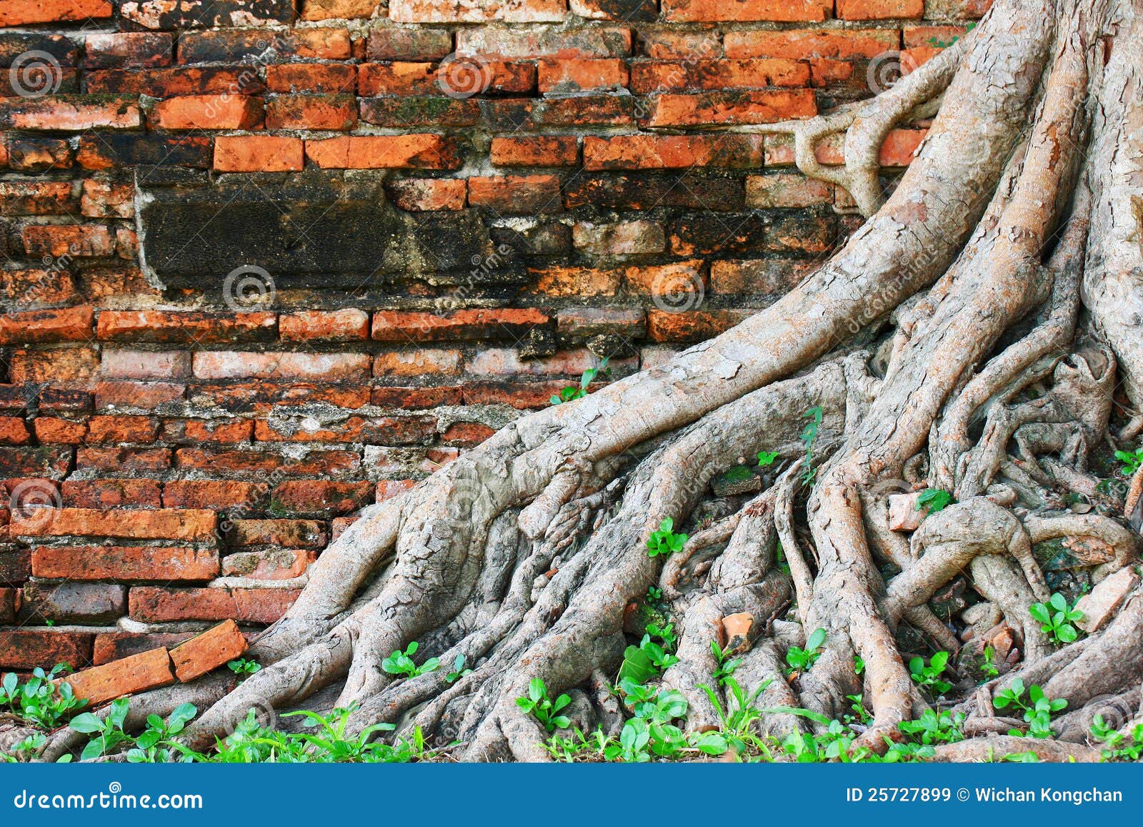 Brick wall with Roots stock image. Image of asian, brick - 25727899