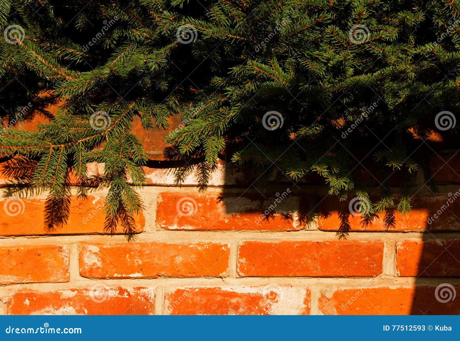 Brick Wall with Spruce Branches Stock Image - Image of natural ...