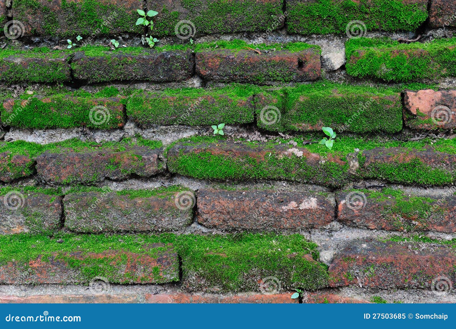 Brick Wall Texture Background with Grass and Mos Stock Image - Image of ...