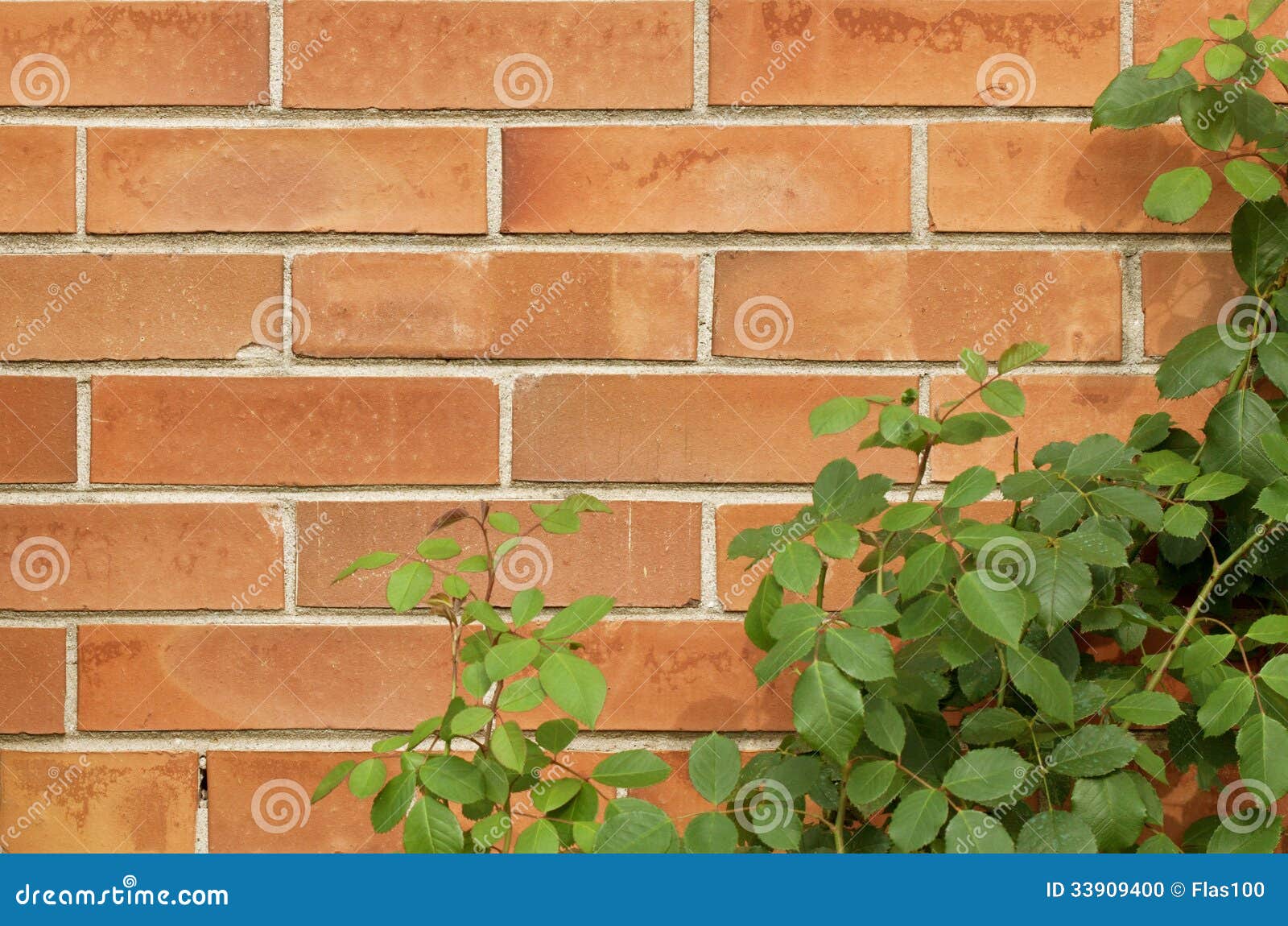 Brick Wall Texture with Rose Bush Stock Photo - Image of rose, cement ...