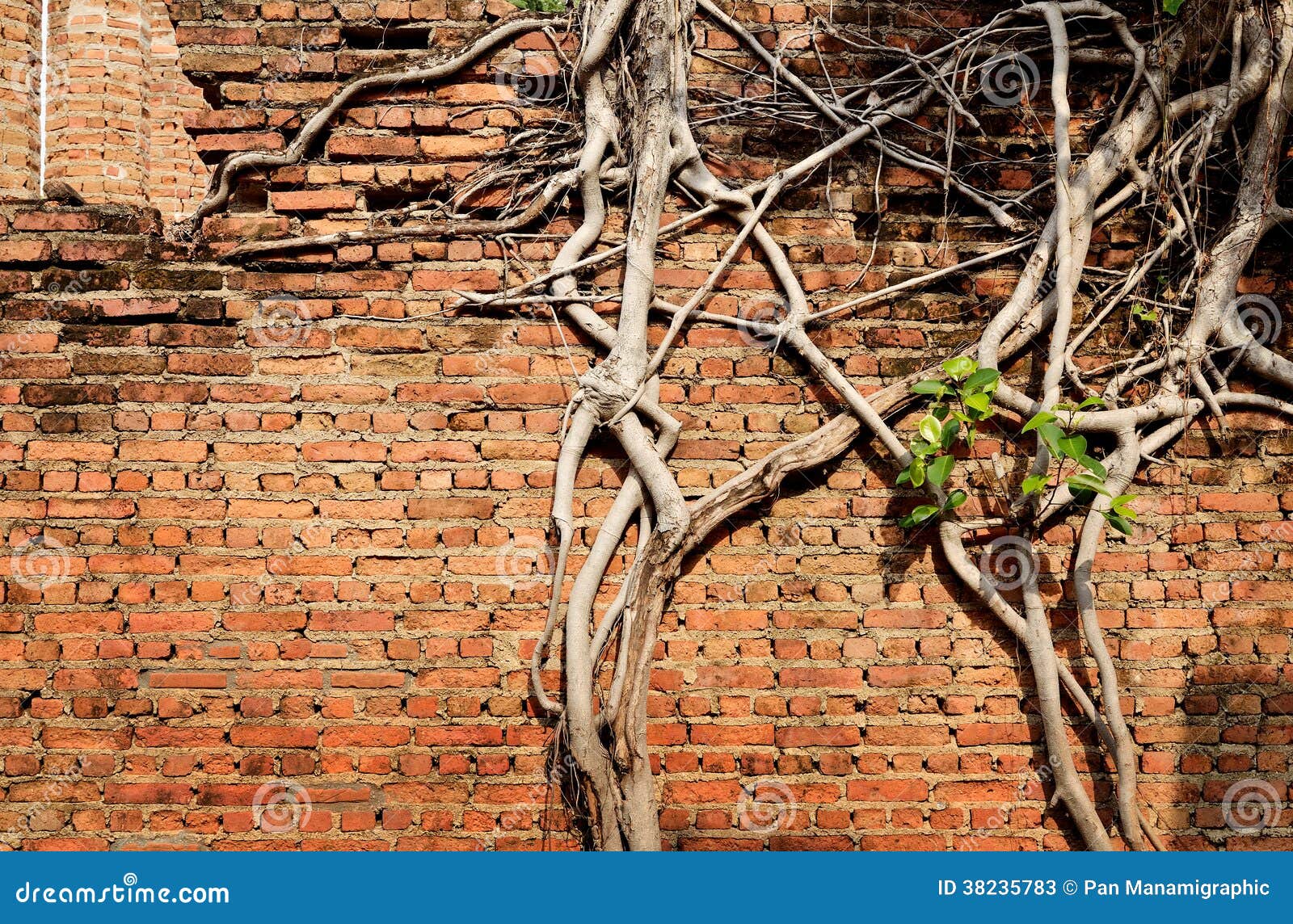 Brick Wall Texture and Tree Stock Image - Image of asian, background ...