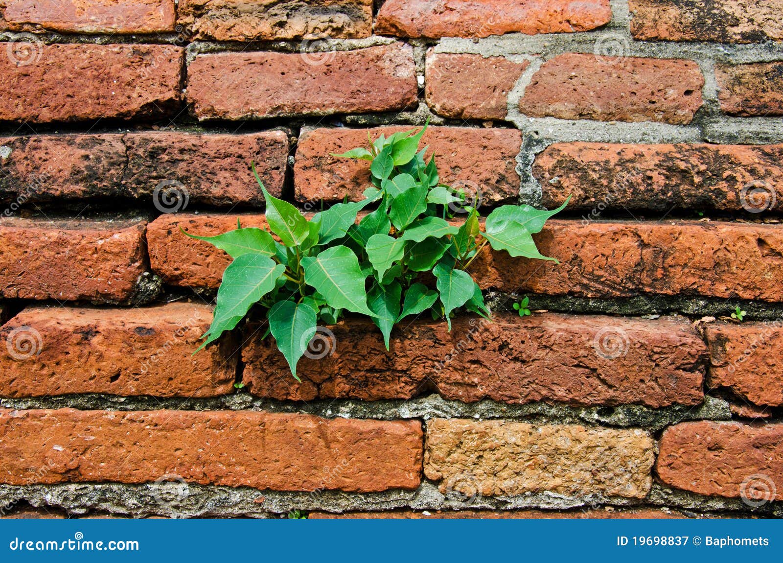 Brick wall and tree stock image. Image of brick, horizontal - 19698837