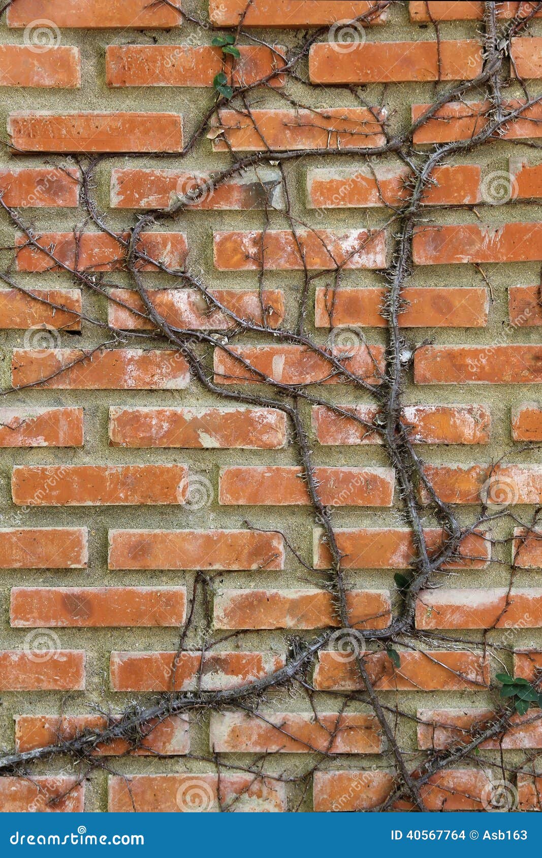 Brick Wall with Tree Branches Stock Photo - Image of outdoors, frame ...