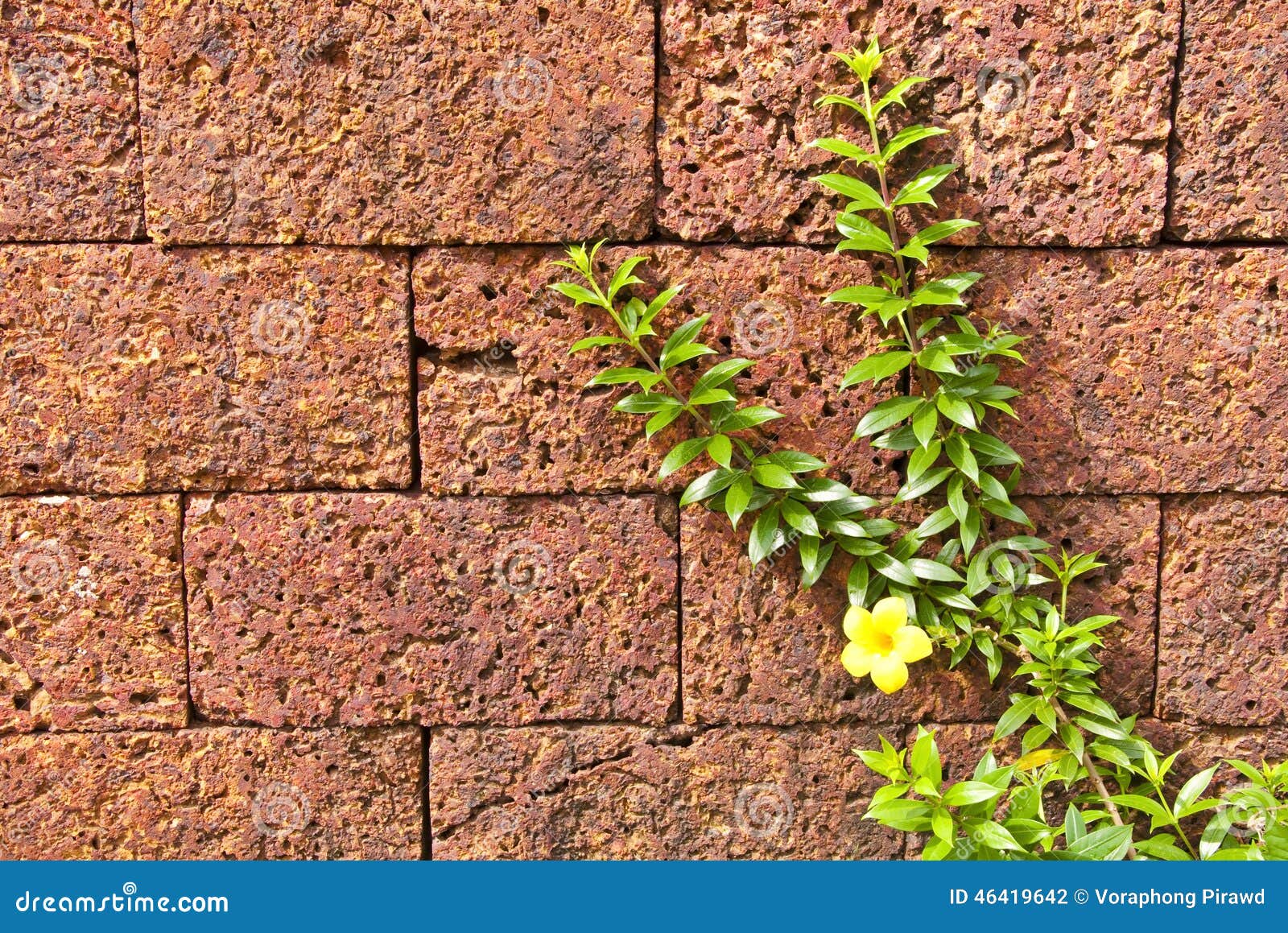 Brick wall and the tree stock photo. Image of texture - 46419642