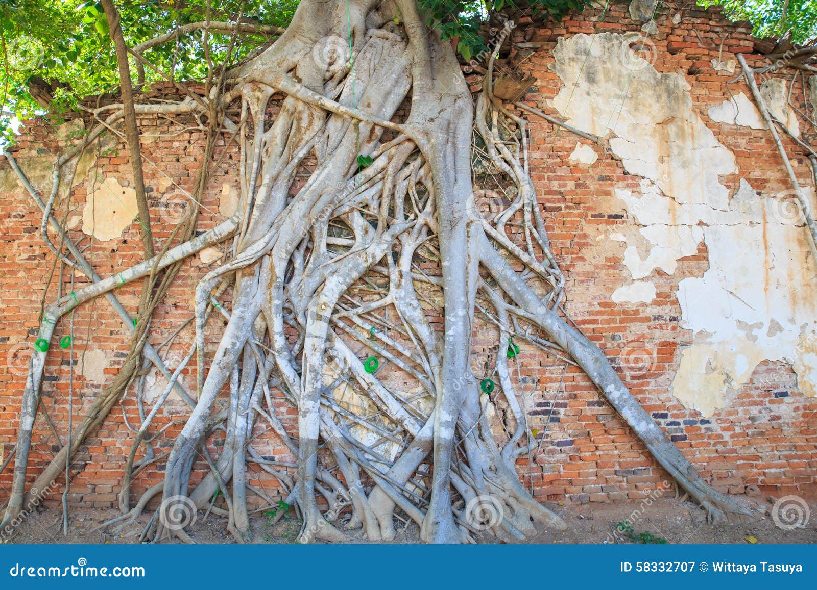 Brick Wall with Tree Root in Temple Thailand Stock Image - Image of ...