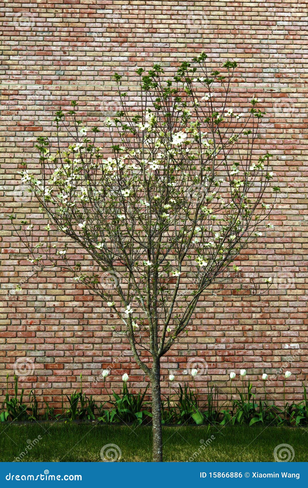 Brick wall and trees stock photo. Image of material, brickwall - 15866886