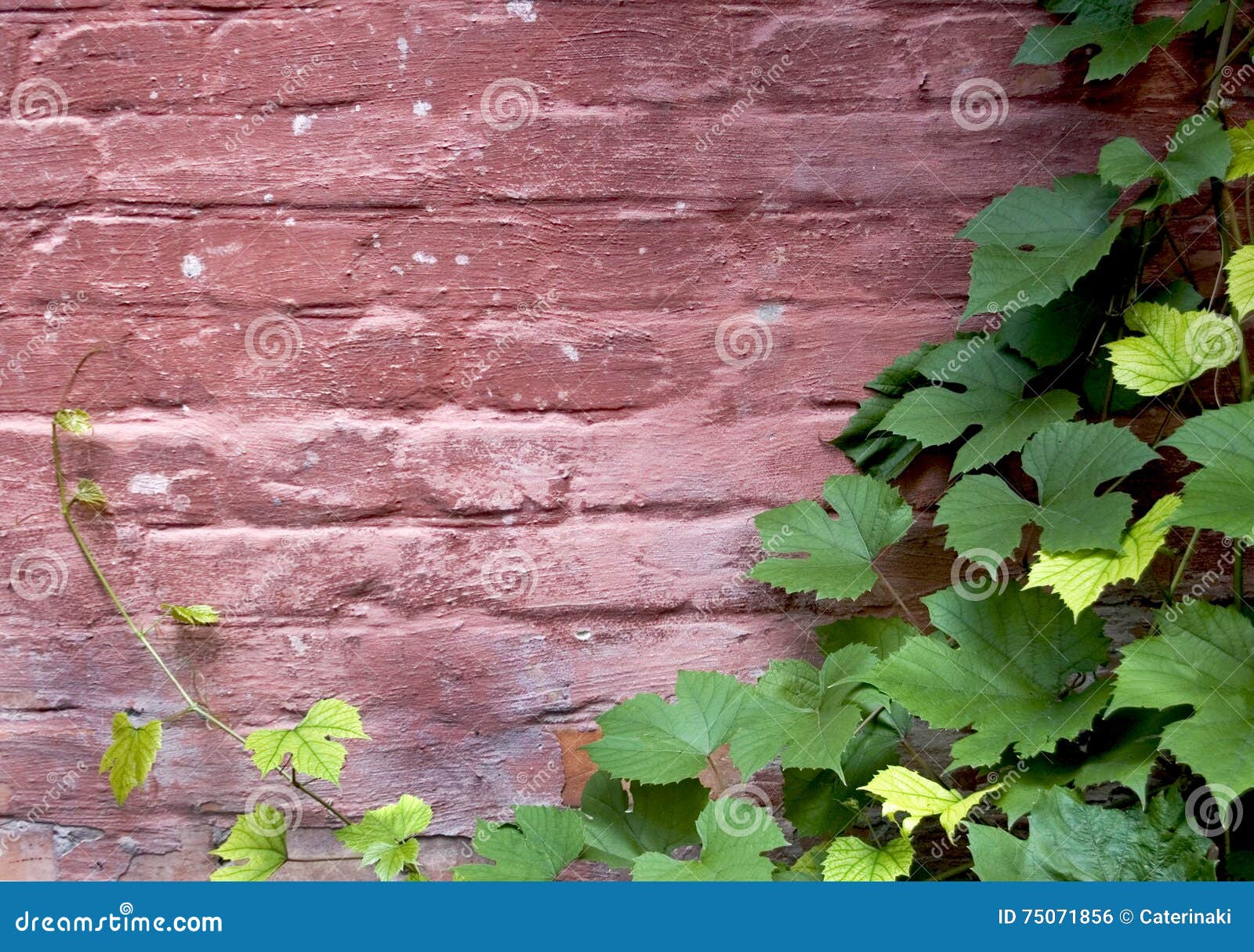 Brick wall with vines stock photo. Image of clamberingplant - 75071856