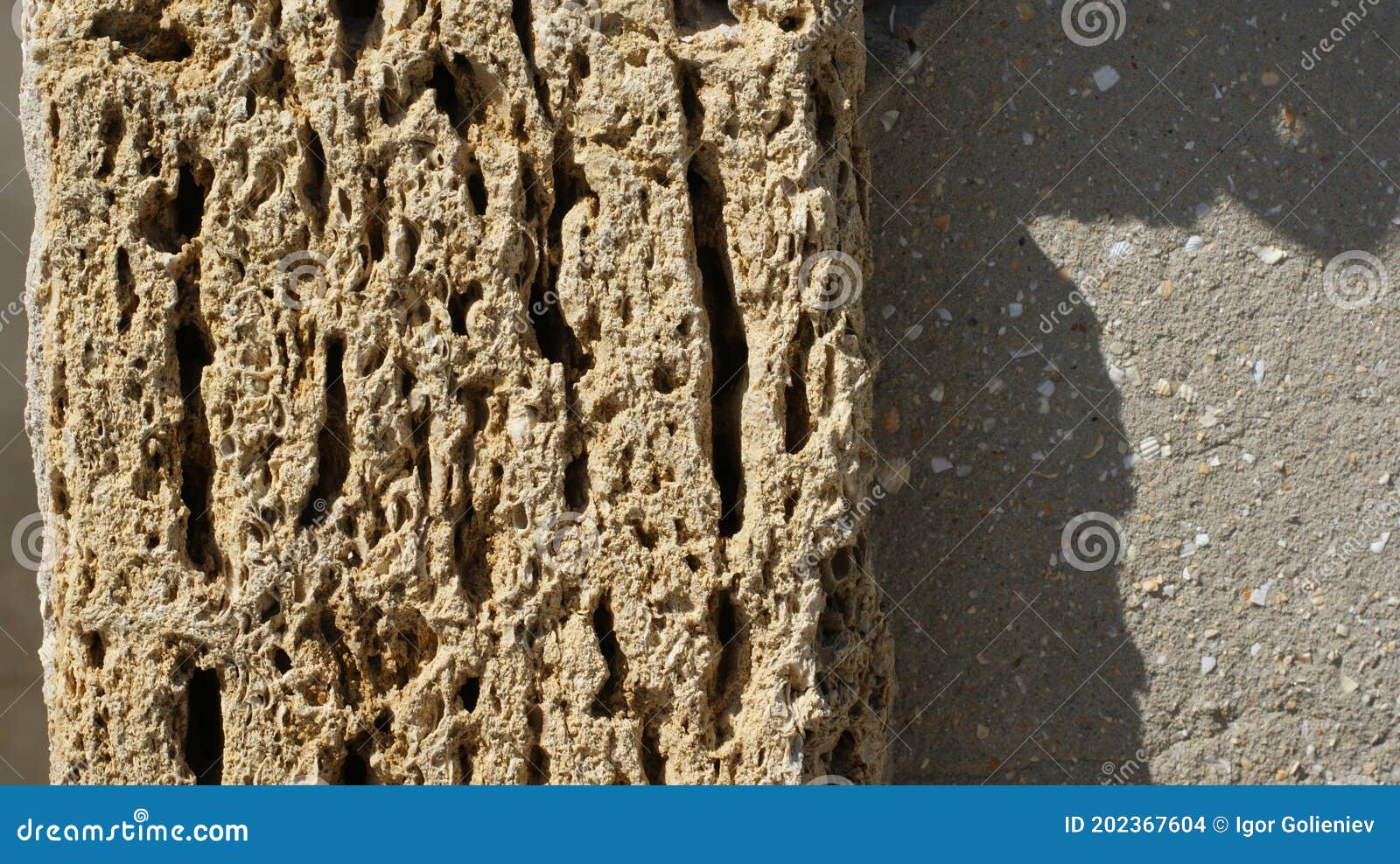 Brick Wall of Yellow Shell Rock. Closeup of Shellstone Texture Stock ...