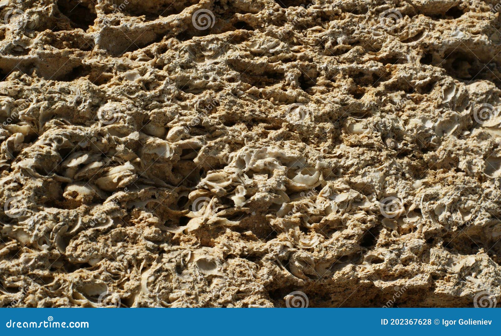Brick Wall of Yellow Shell Rock. Closeup of Shellstone Texture Stock ...