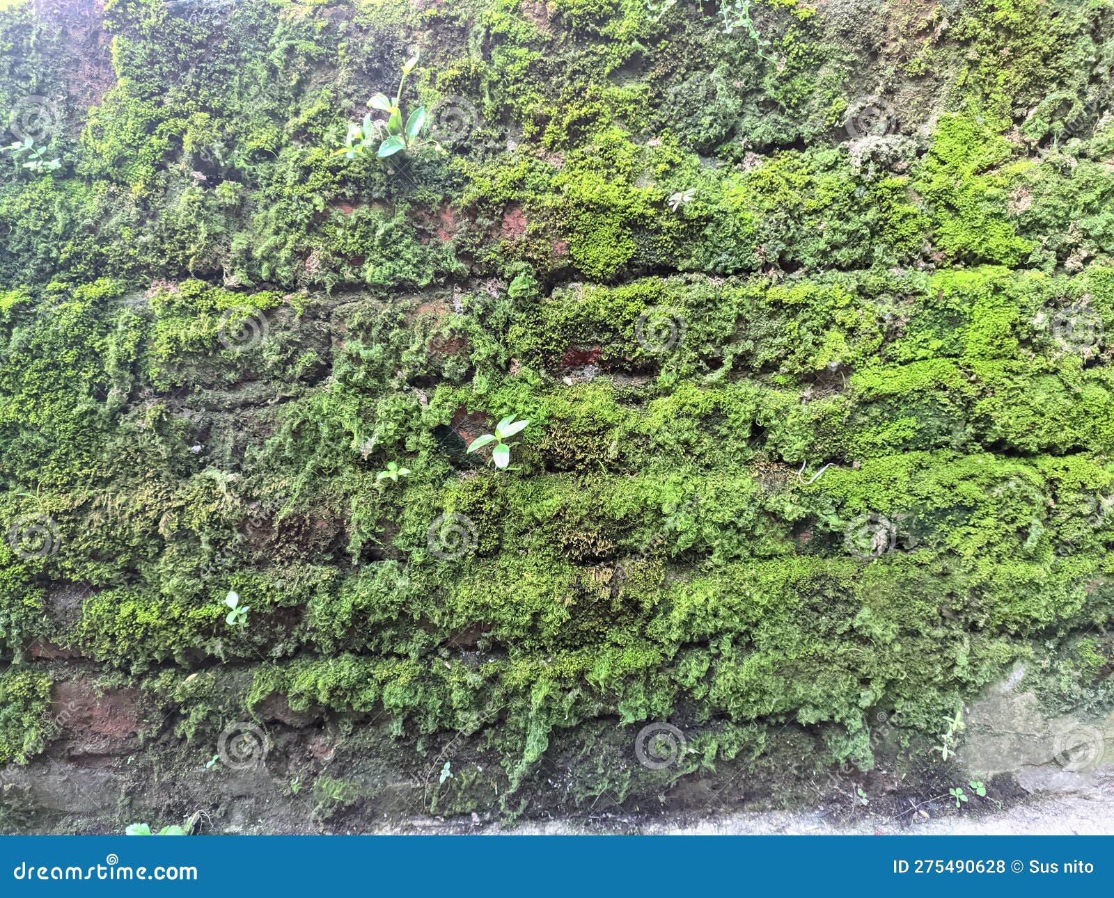 The Brick Walls of the House are Overgrown with Moss Stock Photo ...