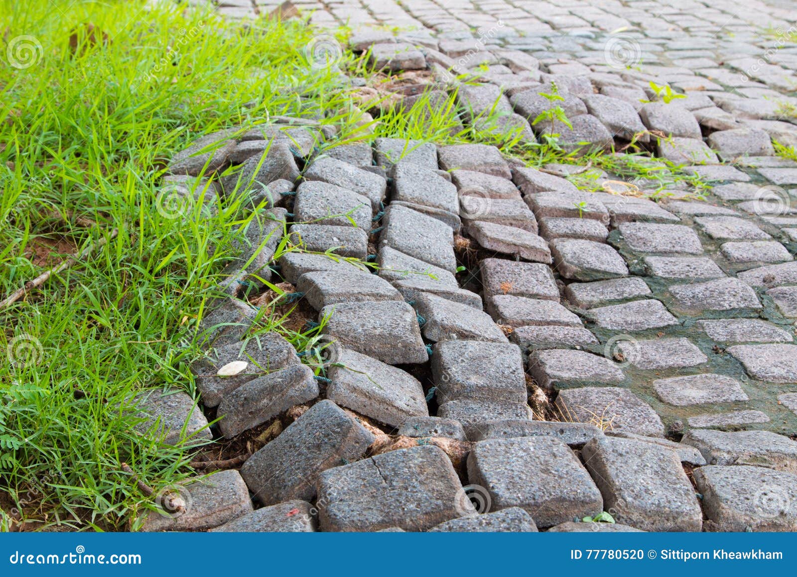 Brick Worm or Bricklaying Worm on the Walkway Stock Photo - Image of ...