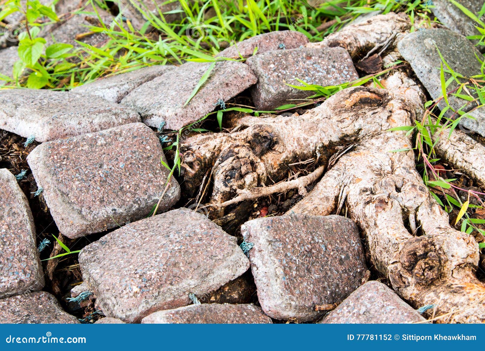 Brick Worm or Bricklaying Worm on the Walkway Stock Photo - Image of ...