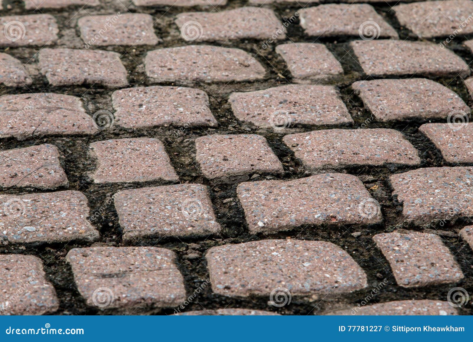 Brick Worm or Bricklaying Worm on the Walkway Stock Image - Image of ...